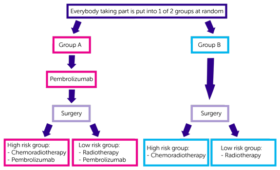 A trial of pembrolizumab before surgery and with radiotherapy for head ...