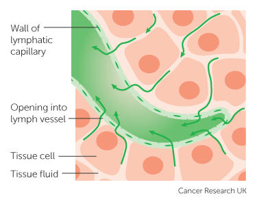 The lymphatic system and cancer | Cancer Research UK