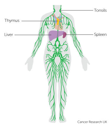 The lymphatic system and cancer | Cancer Research UK