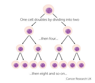 How do normal cells and tissues grow? | Cancer Research UK