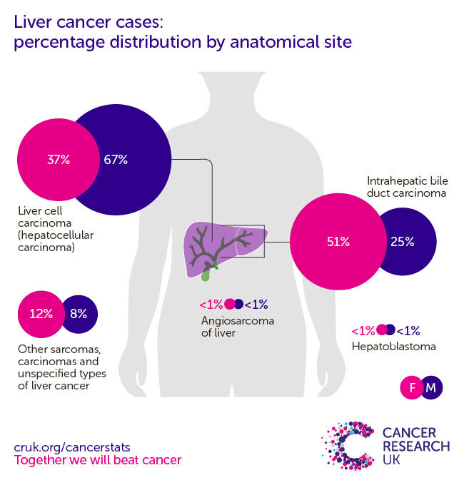 Liver Cancer Incidence Statistics Cancer Research Uk